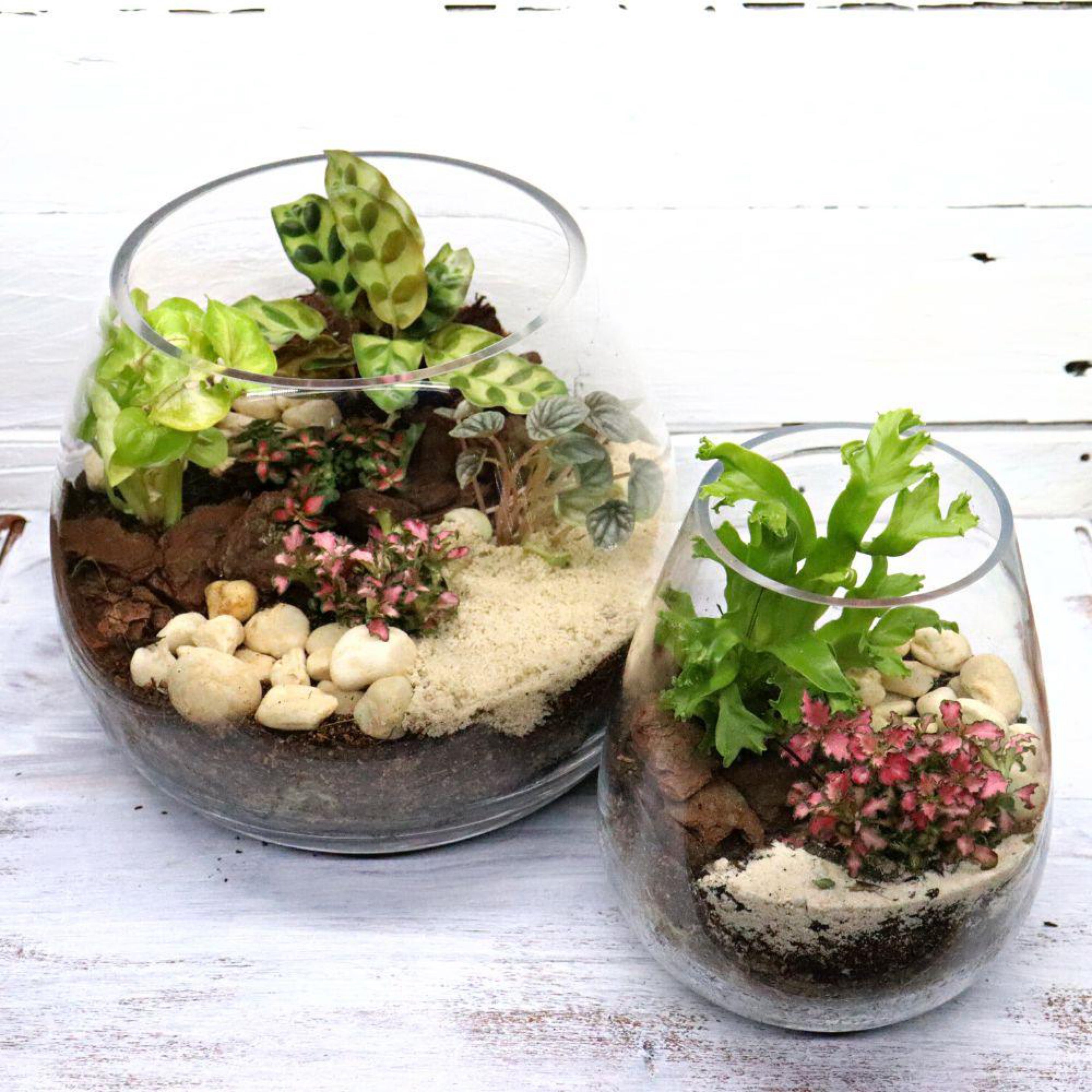 Open Terrarium Workshop 02/14/26 $65 | Portilla Home & Garden